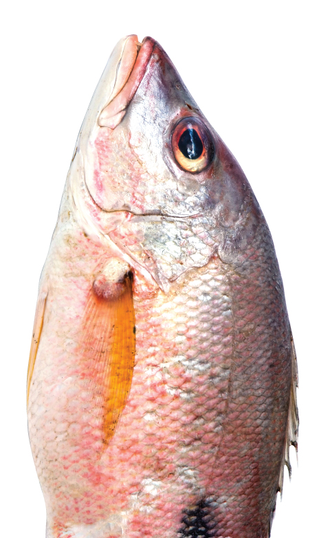 Ballarat Seafoods - Eastwood Street - Fish